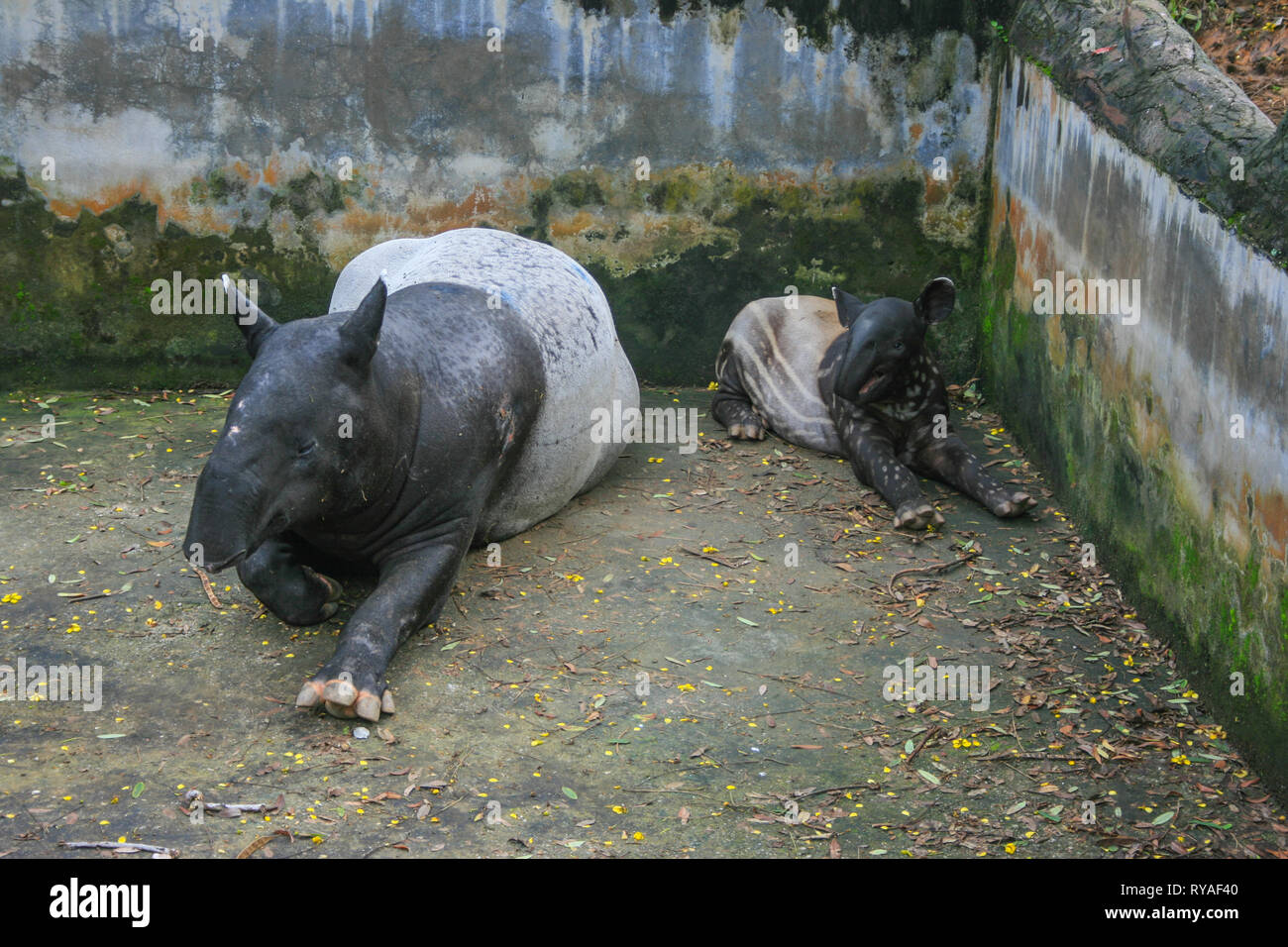 Tapir enclosure hi-res stock photography and images - Alamy