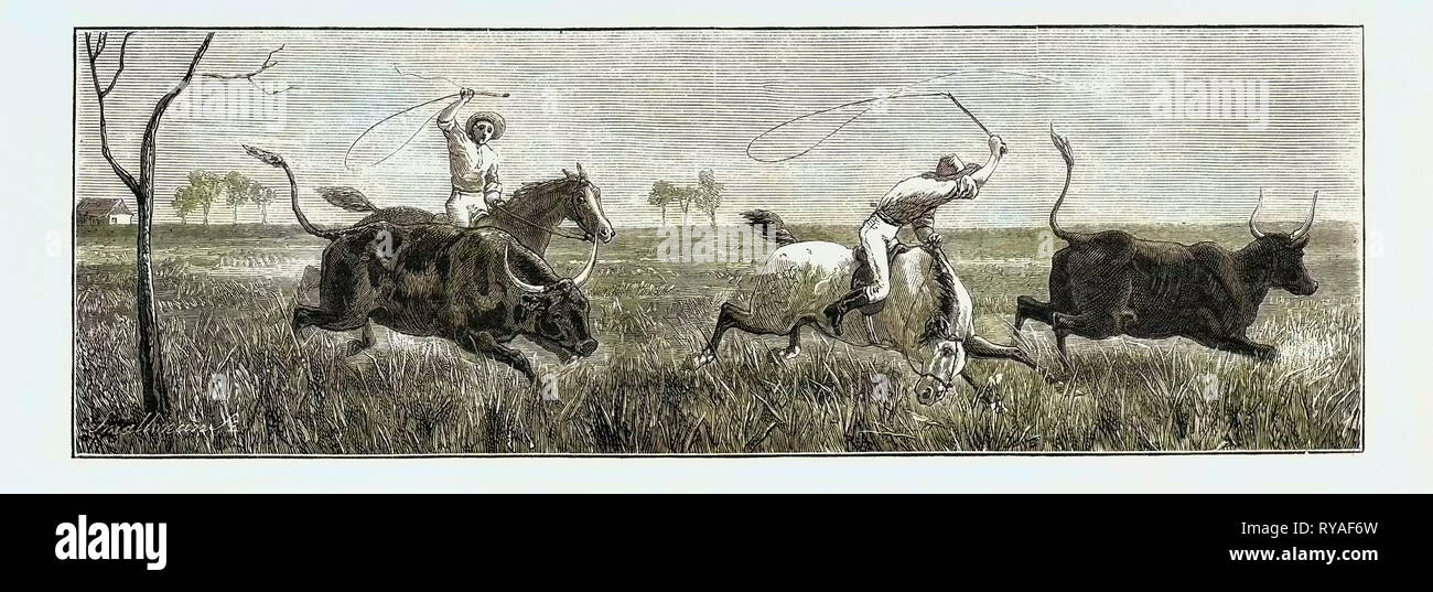 Queensland: 'Cutting Out' a Fat Beast Stock Photo - Alamy