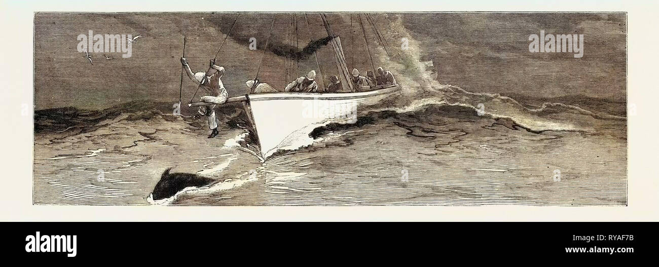 Harpooning hi-res stock photography and images - Alamy