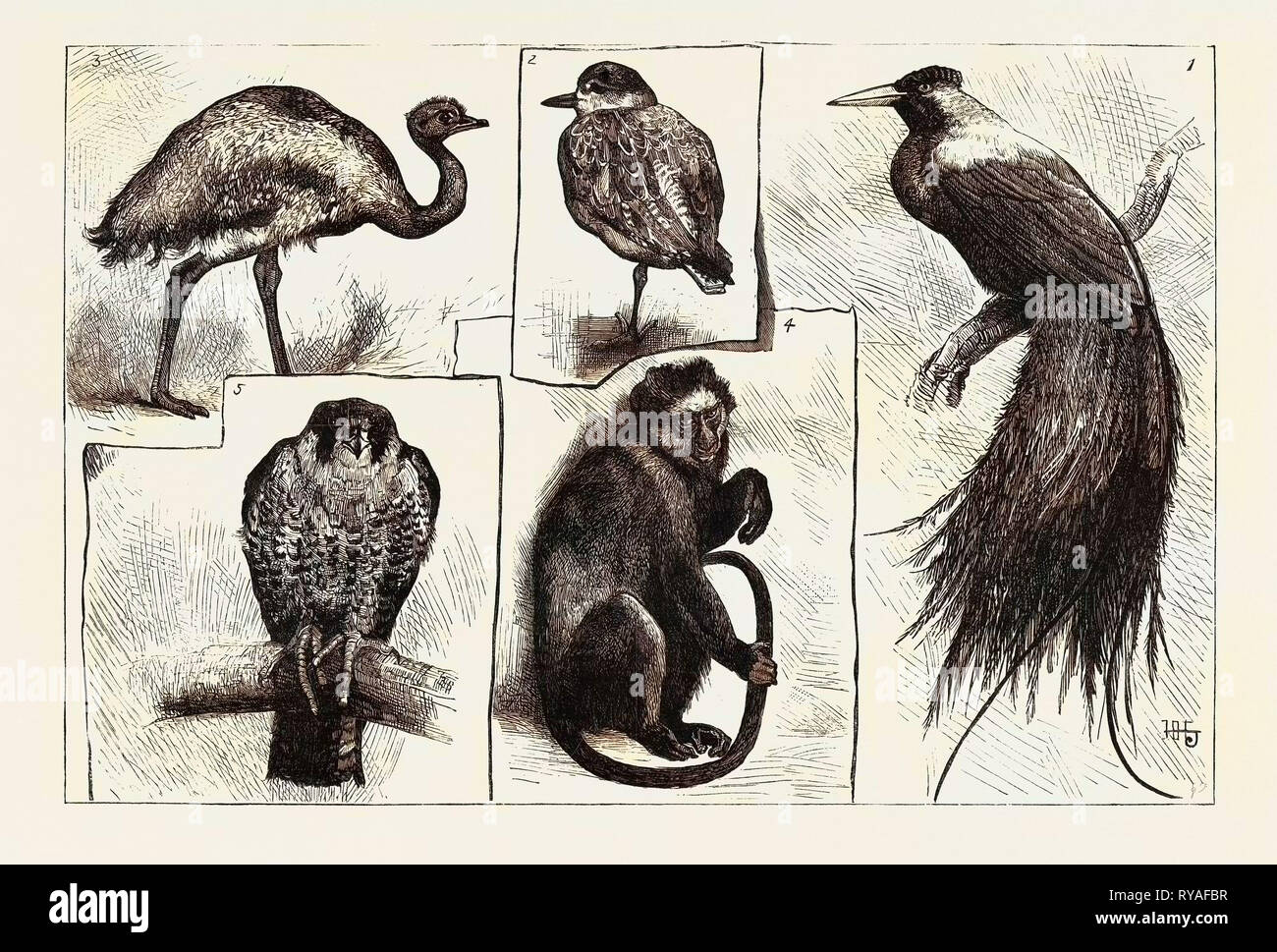 Animals at the Zoological Gardens: 1. The Red Bird of Paradise, 2. The ...