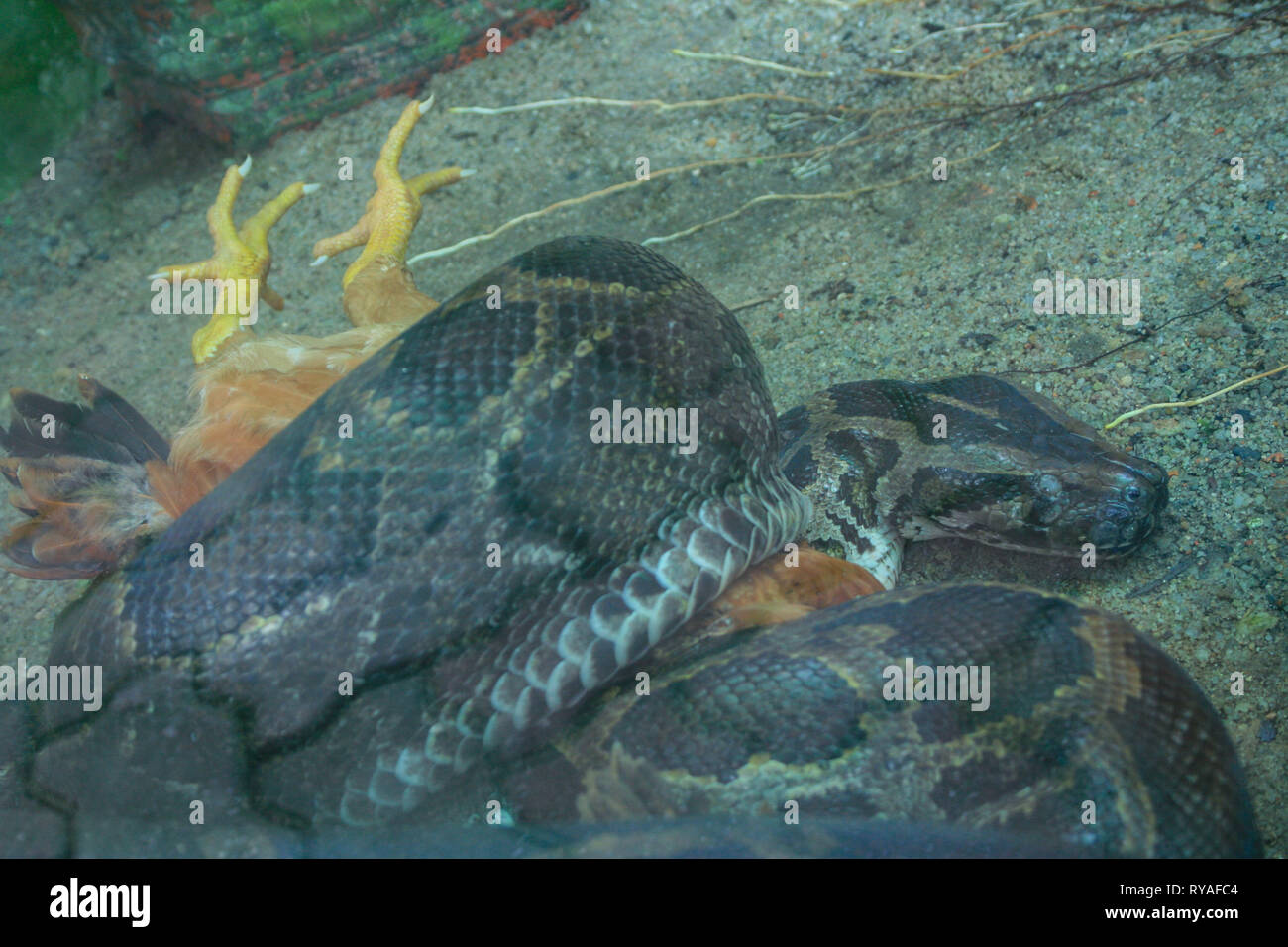 Boa constrictor eating hi-res stock photography and images - Alamy