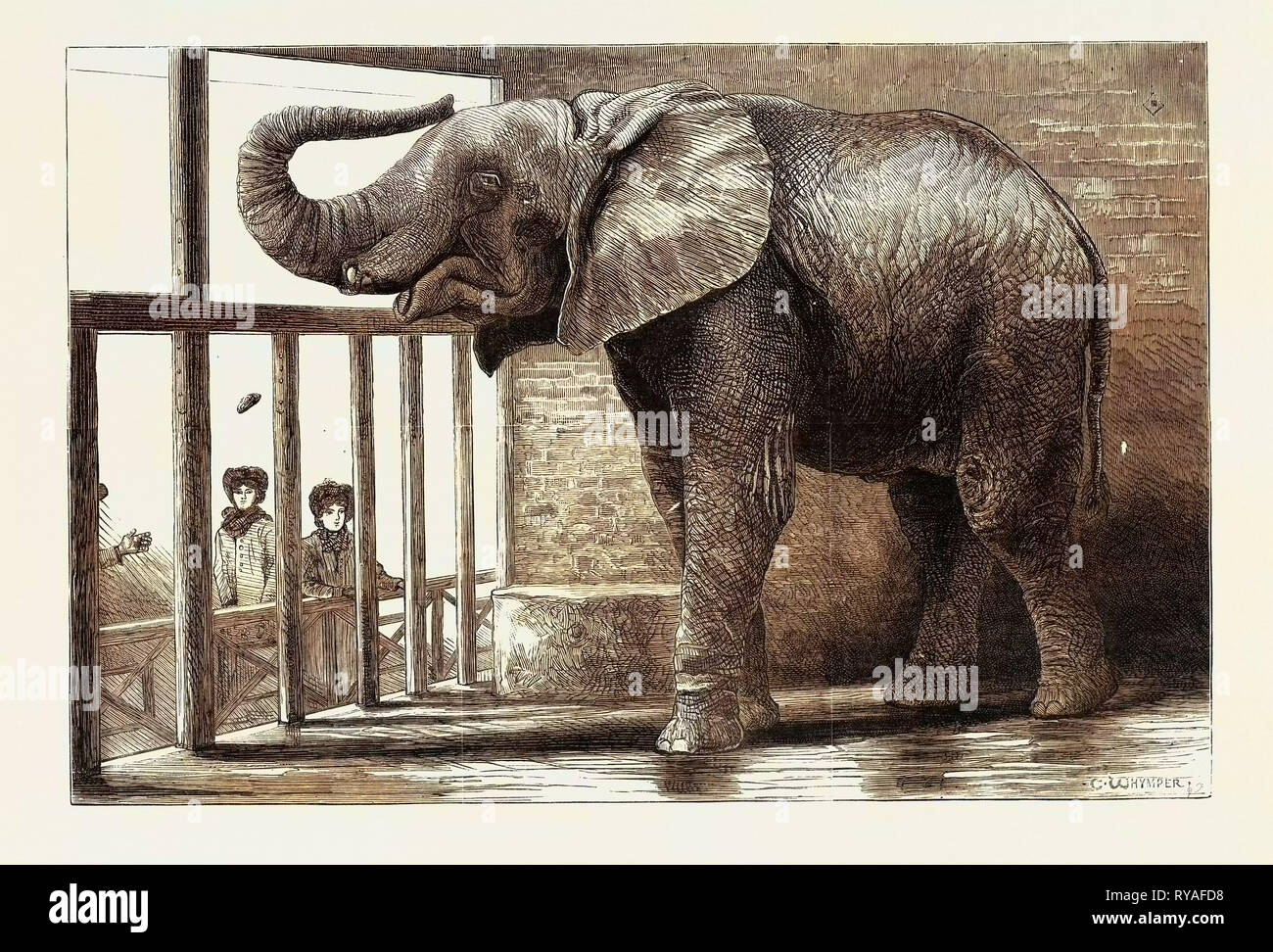 Jumbo the elephant barnum hi-res stock photography and images - Alamy