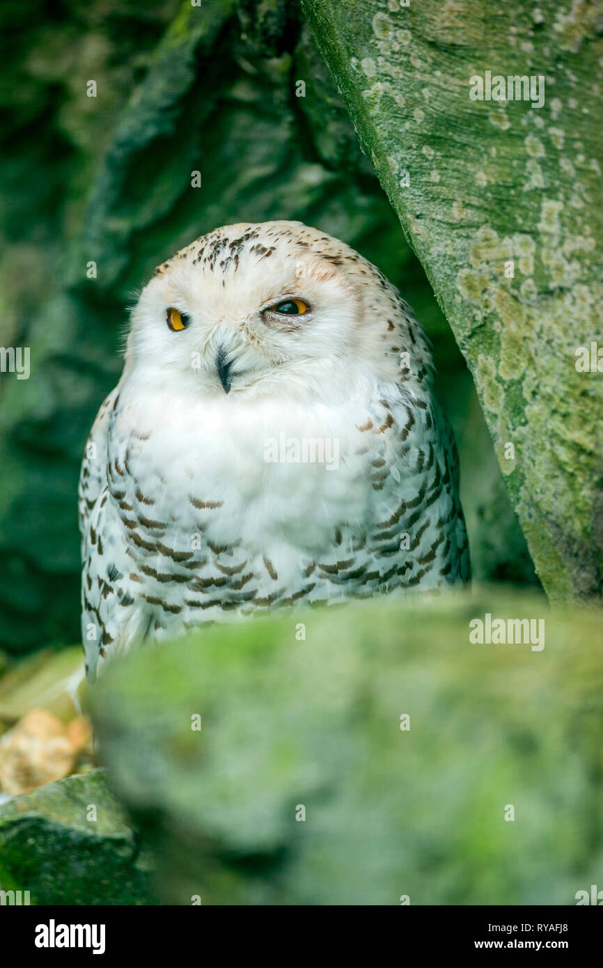 Schneeeule High Resolution Stock Photography and Images - Alamy