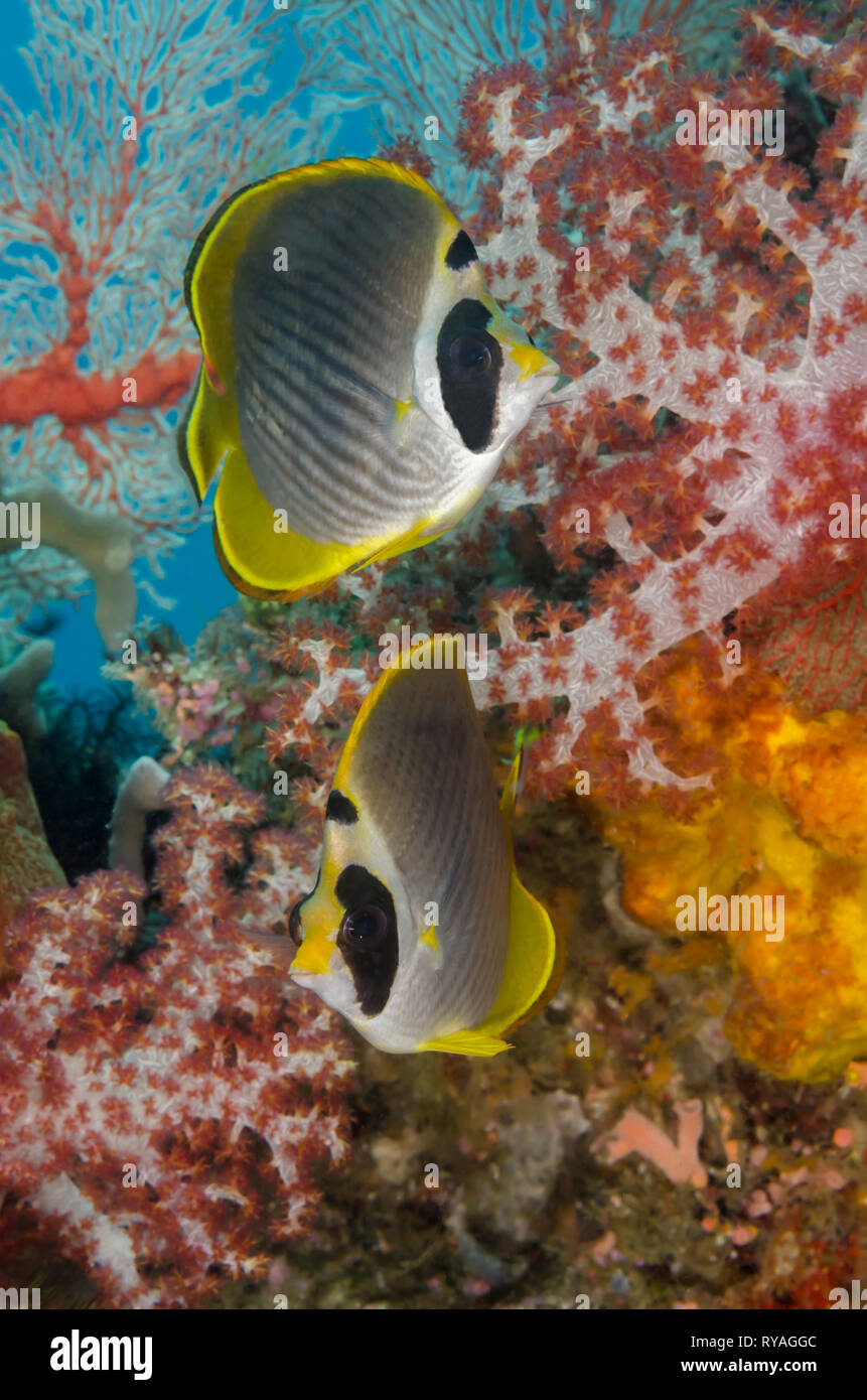 Panda Butterflyfish on reef w/ soft corals Stock Photo - Alamy