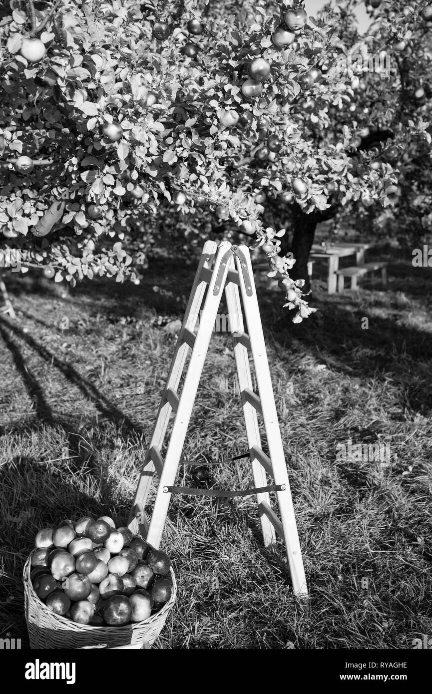 Apple garden nature background sunny autumn day. Gardening and ...
