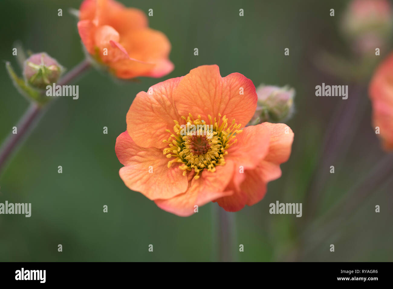 Orange geum hi-res stock photography and images - Alamy