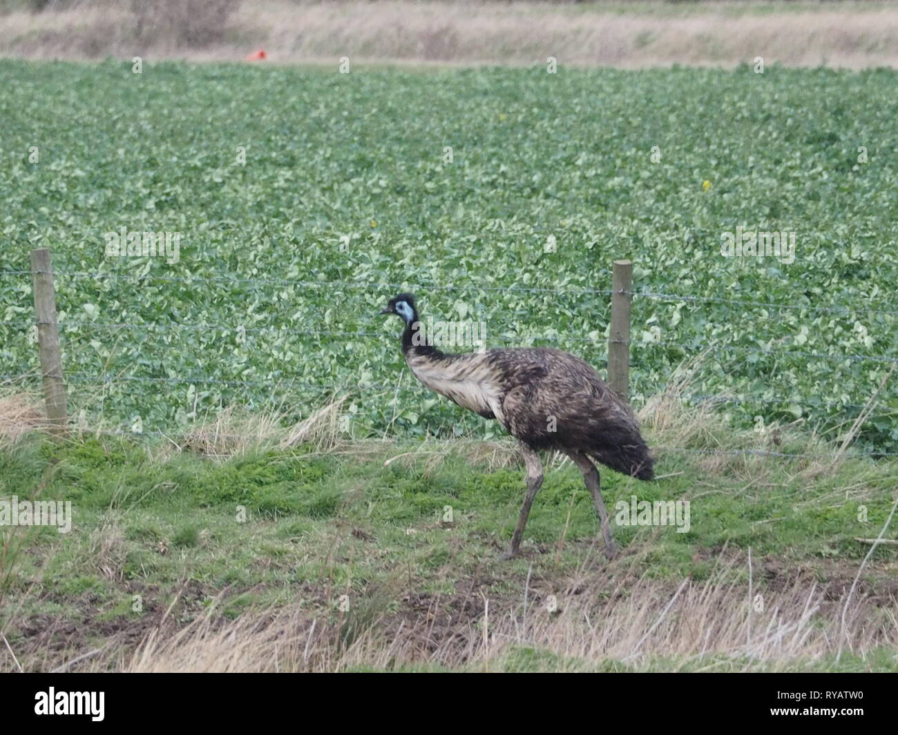 Rod hull and emu hi-res stock photography and images - Alamy