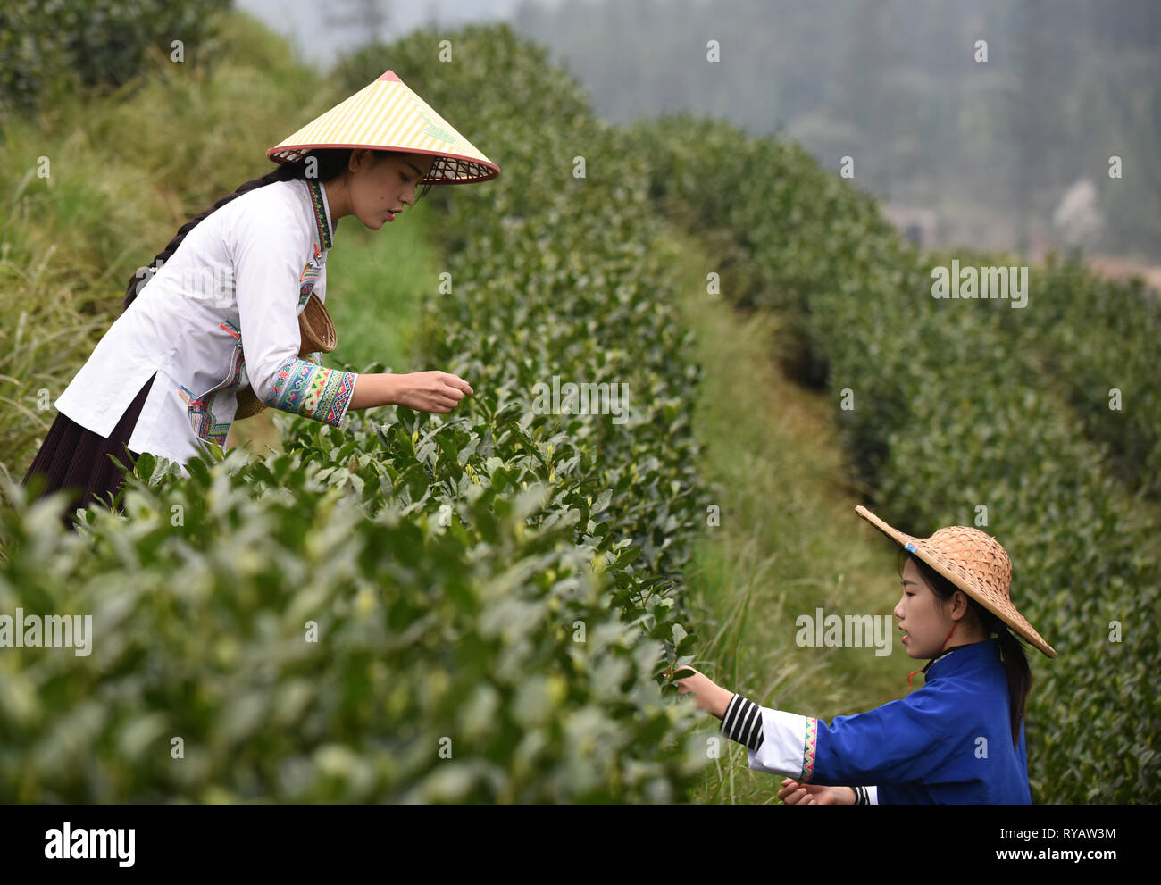 Guiyang, China's Guizhou Province. 13th Mar, 2019. Farmers pick tea ...