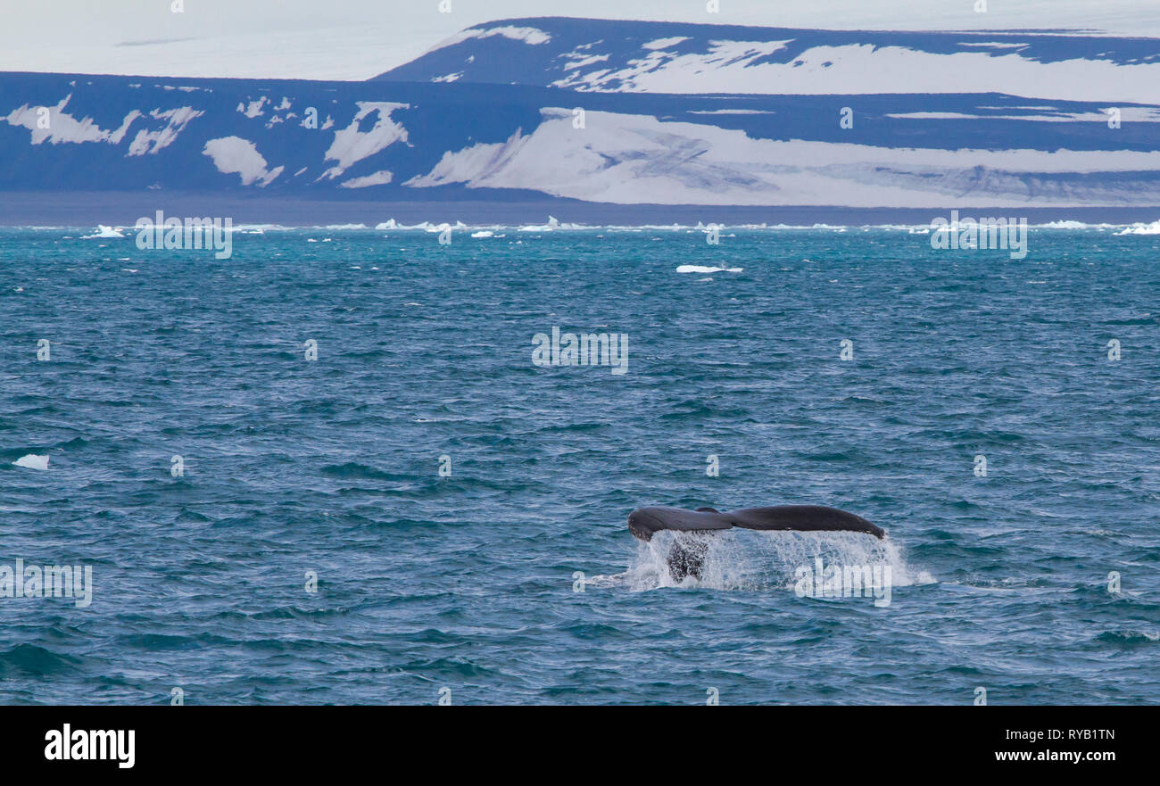 whale off the coast of Svalbard Stock Photo - Alamy