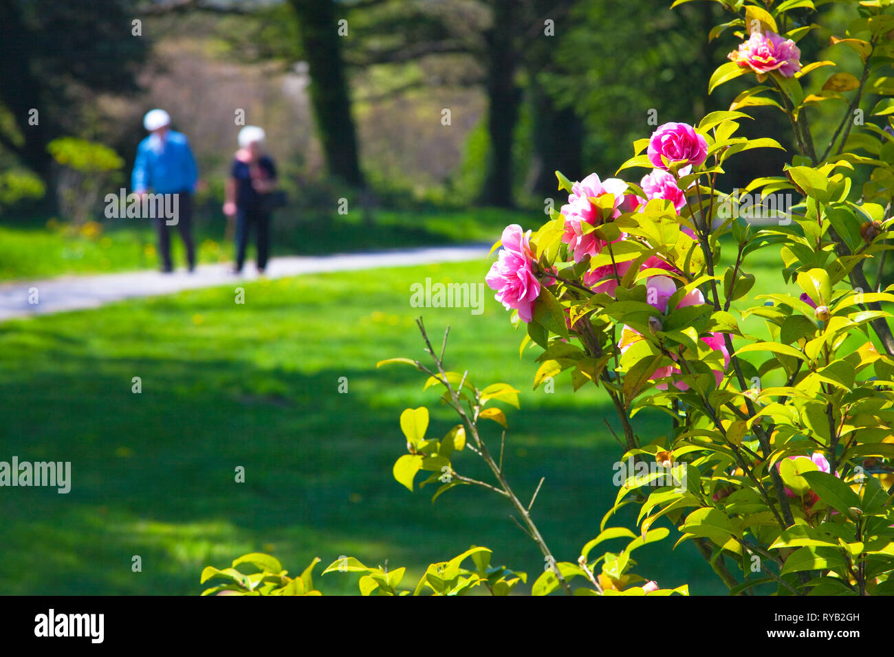 Margam Park, Port Talbot, Wales, UK Stock Photo - Alamy