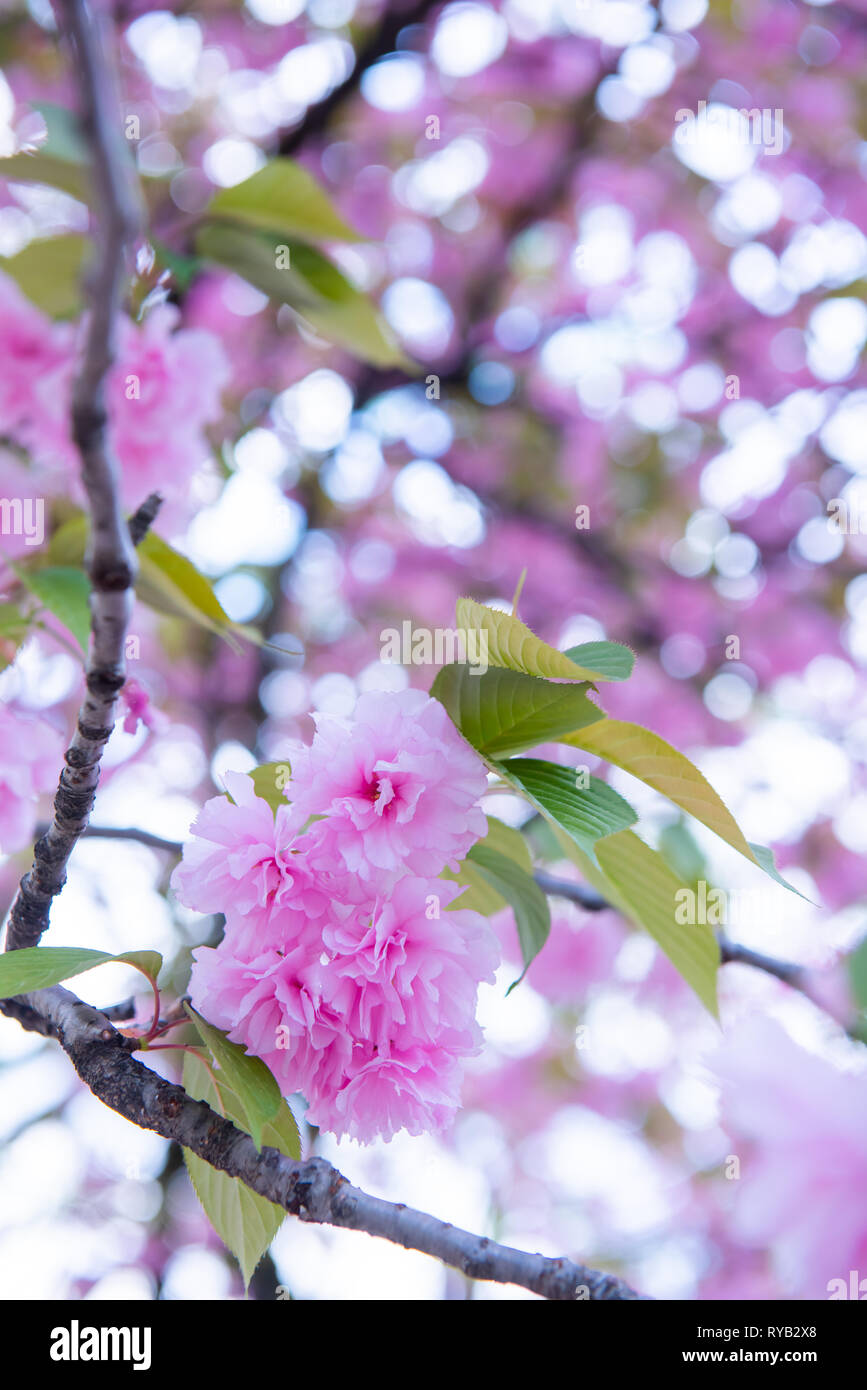 Sakura tree in Japan. Blooming cherry blossom flower in the garden on ...