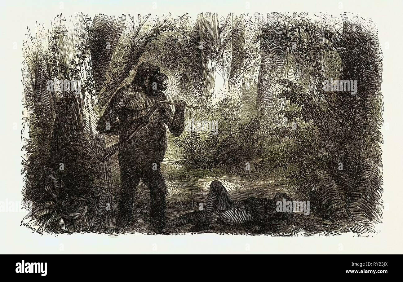 Engraved gorilla hi-res stock photography and images - Alamy