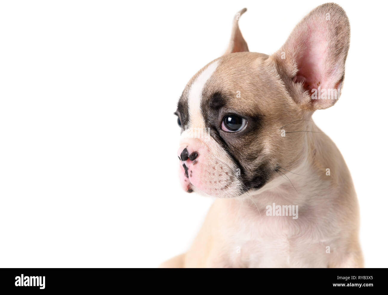 Side view of cute french bulldog puppy isolated on white background ...