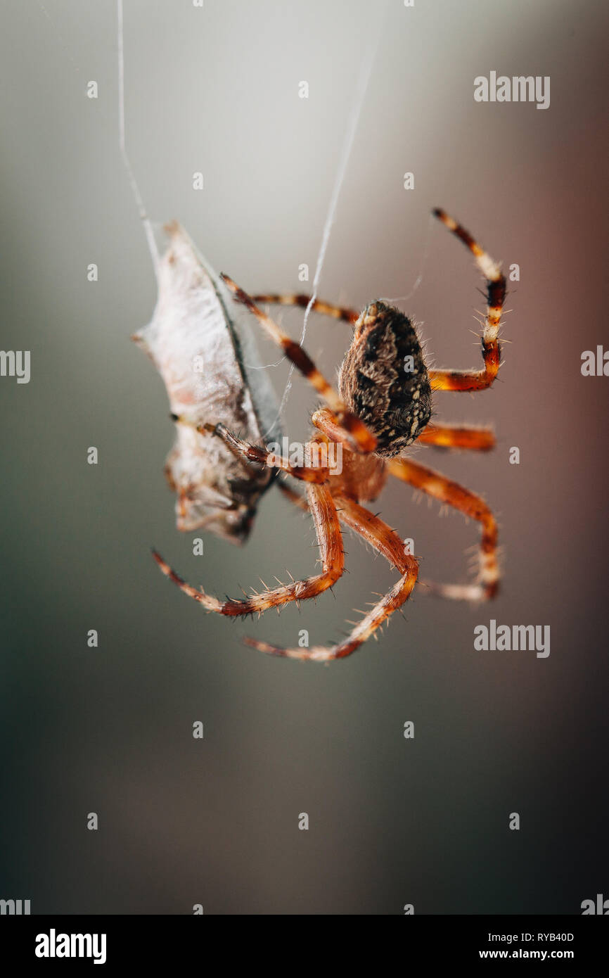 Spider is eating the trapped bug Stock Photo - Alamy