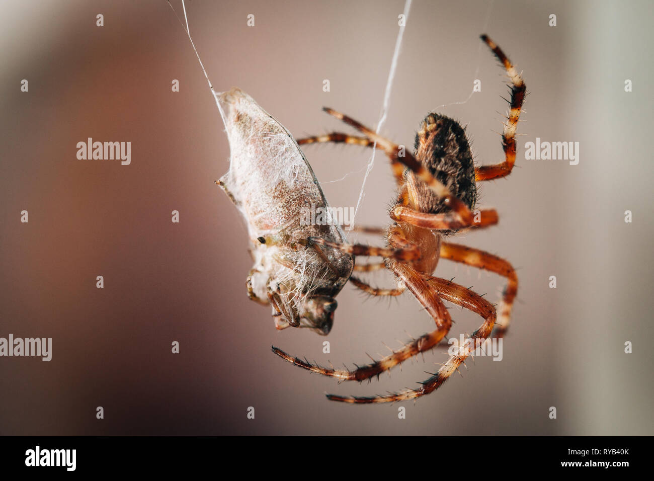 Spider is eating the trapped bug Stock Photo - Alamy
