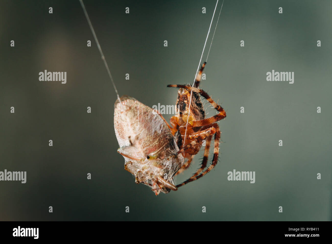 Black widow spider eating hi-res stock photography and images - Alamy