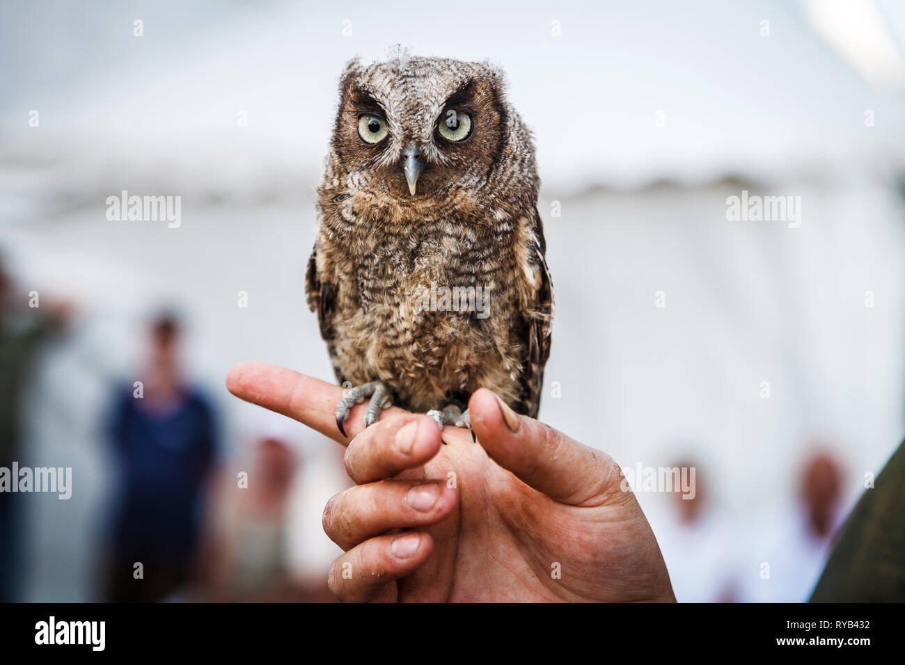 Small brown owl sitting on a human hand Stock Photo - Alamy