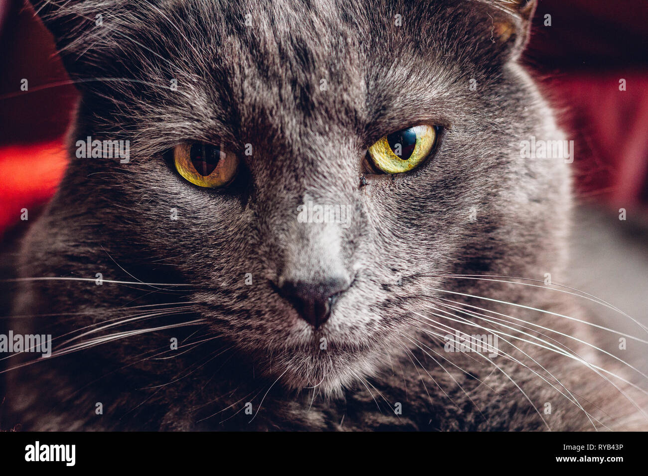 Russian blue cat close up with big yellow eyes Stock Photo - Alamy