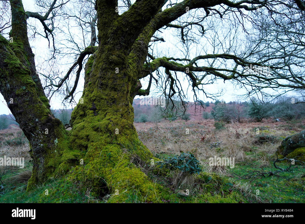 Beautiful Old Oak Trees
