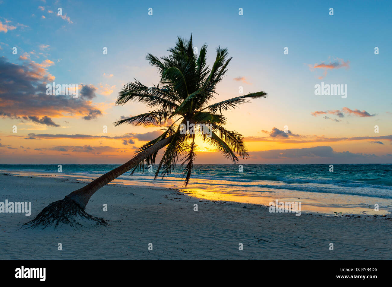 Silhouette of a magnificent palm tree on the beach of Tulum at sunrise ...