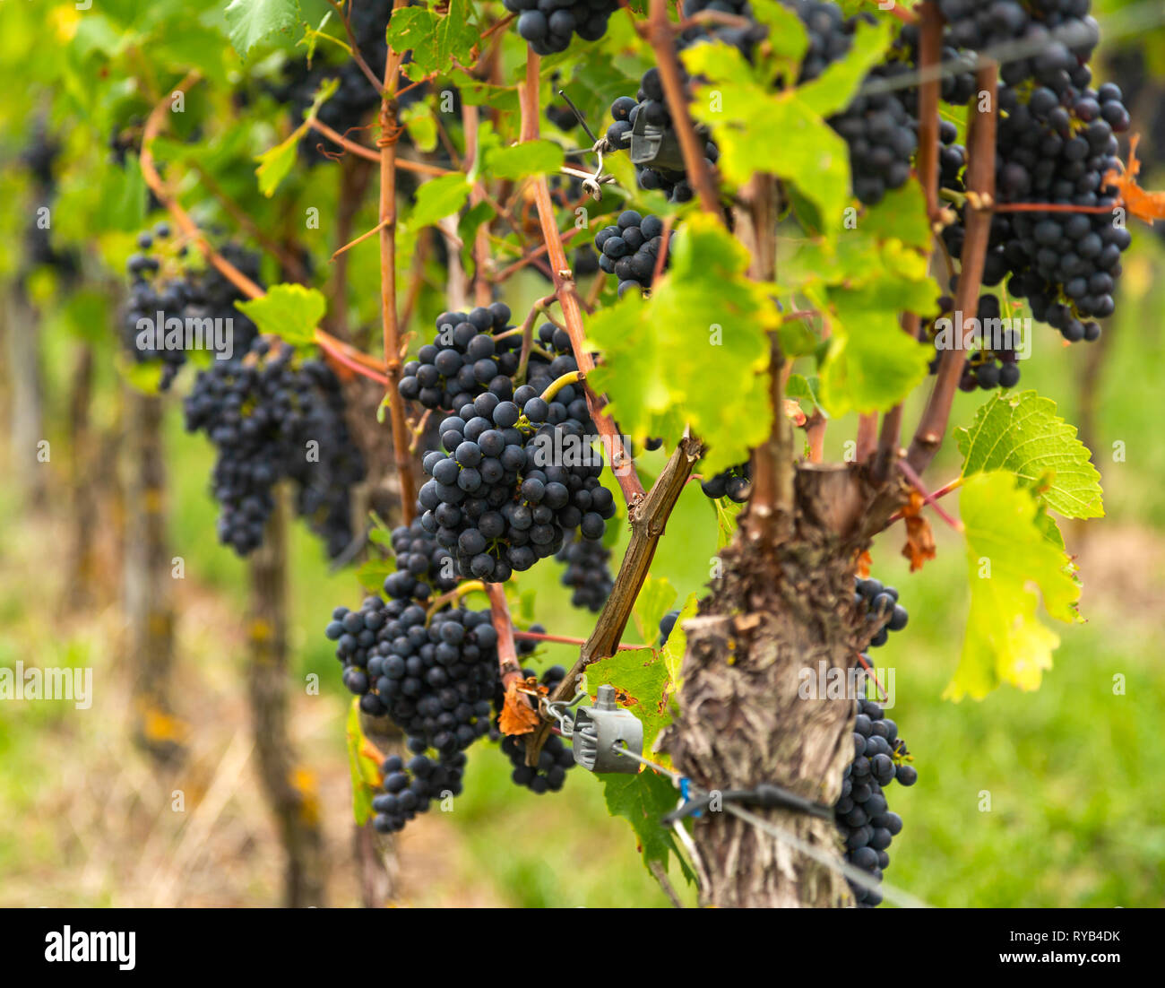 Ripened grape hi-res stock photography and images - Alamy