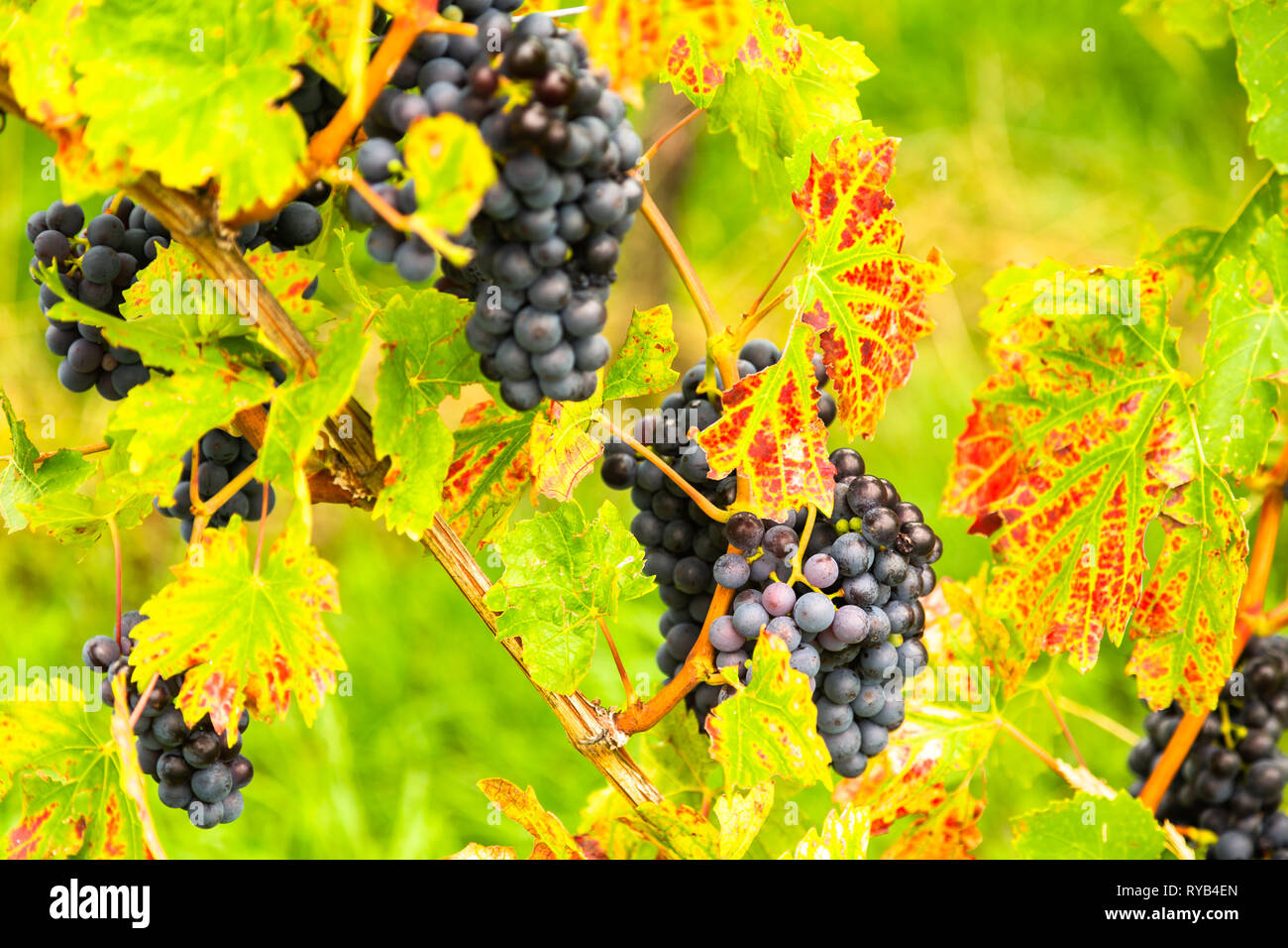 Growing grapes in Europe. Organic wine production Stock Photo - Alamy