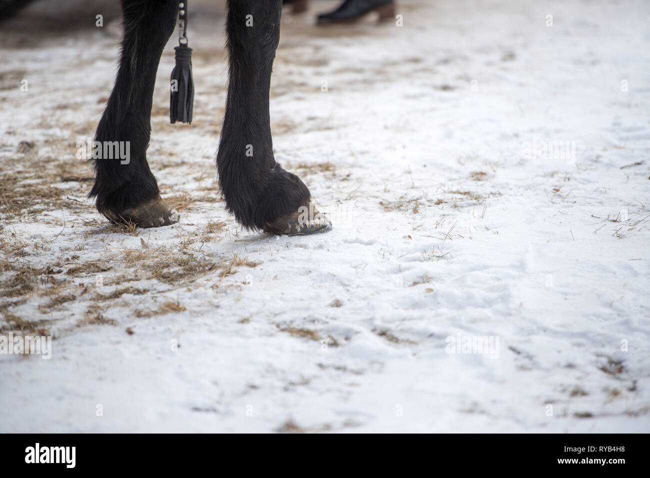 Closeup photograph of horse legs as they stand in the crisp winter snow ...