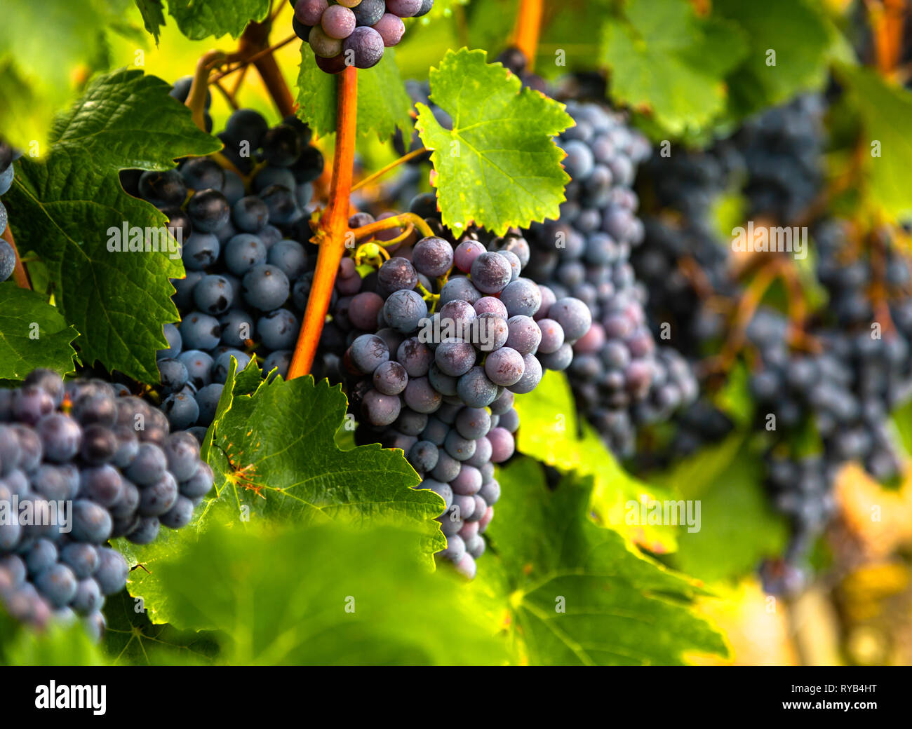 Culture leaves grapes fruit hi-res stock photography and images - Alamy