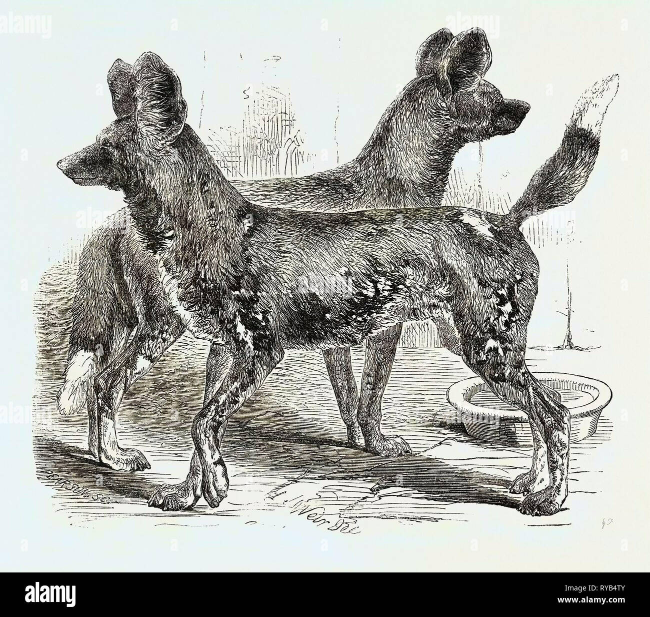 Cape Hunting Dogs in the Gardens of the Zoological Society Regent's ...