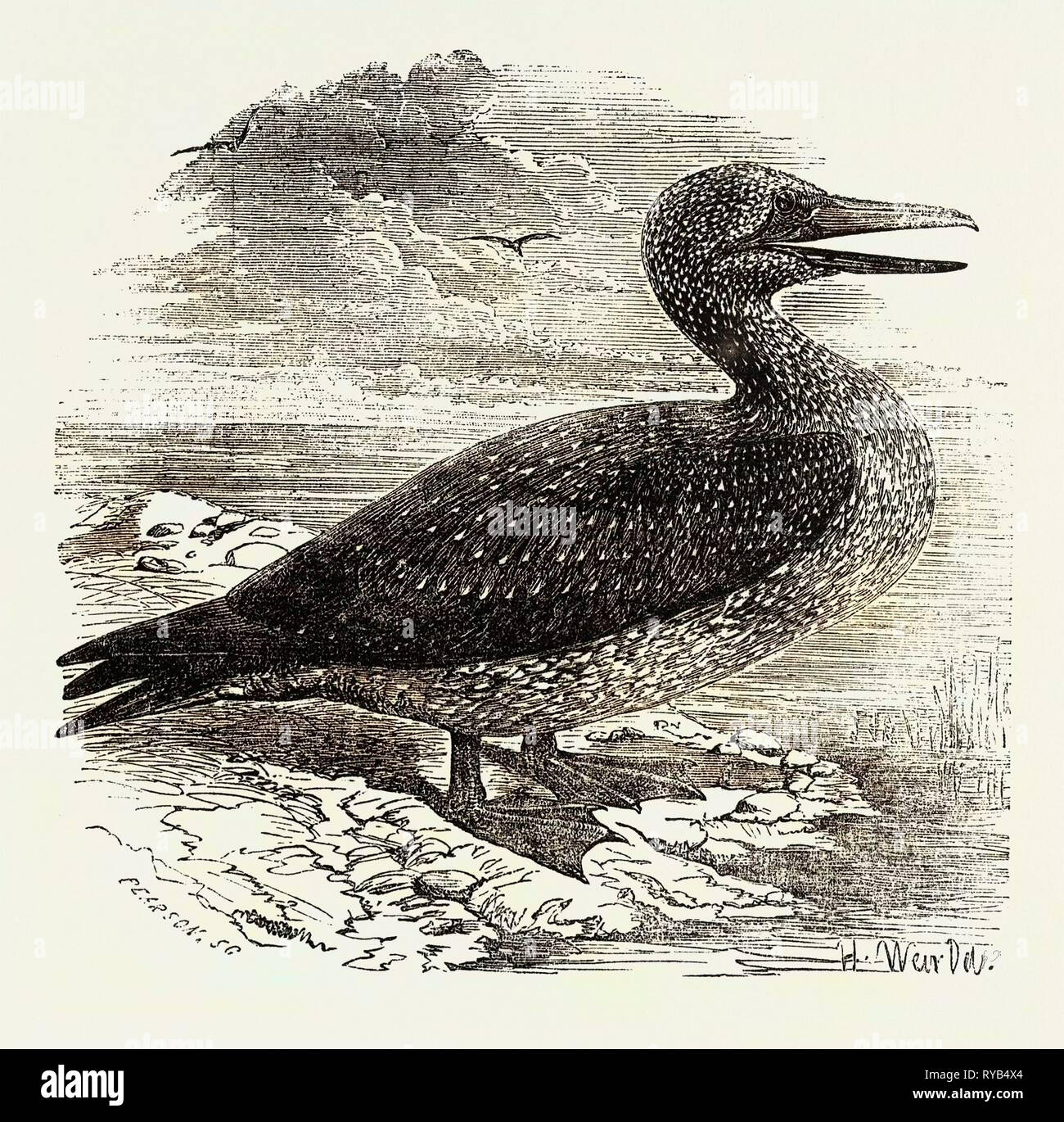 Solan hi-res stock photography and images - Alamy