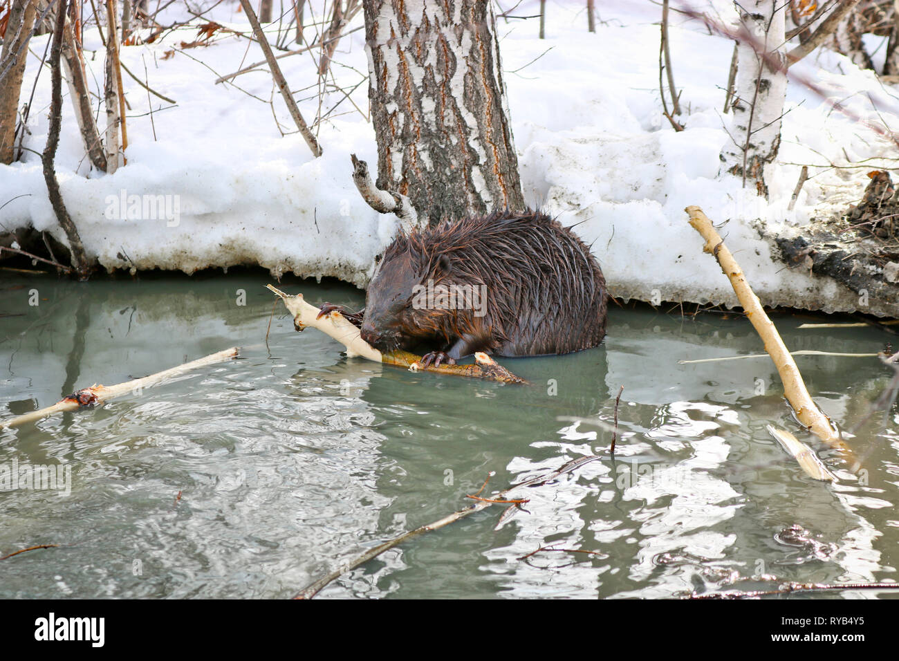 A wild beaver in a city park got into a puddle with drains and nibble ...