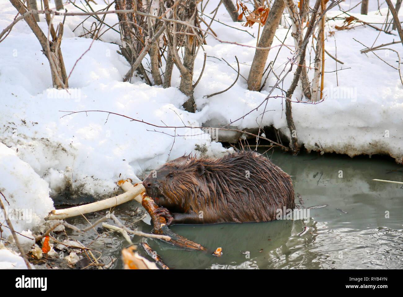 A wild beaver in a city park got into a puddle with drains and nibble ...
