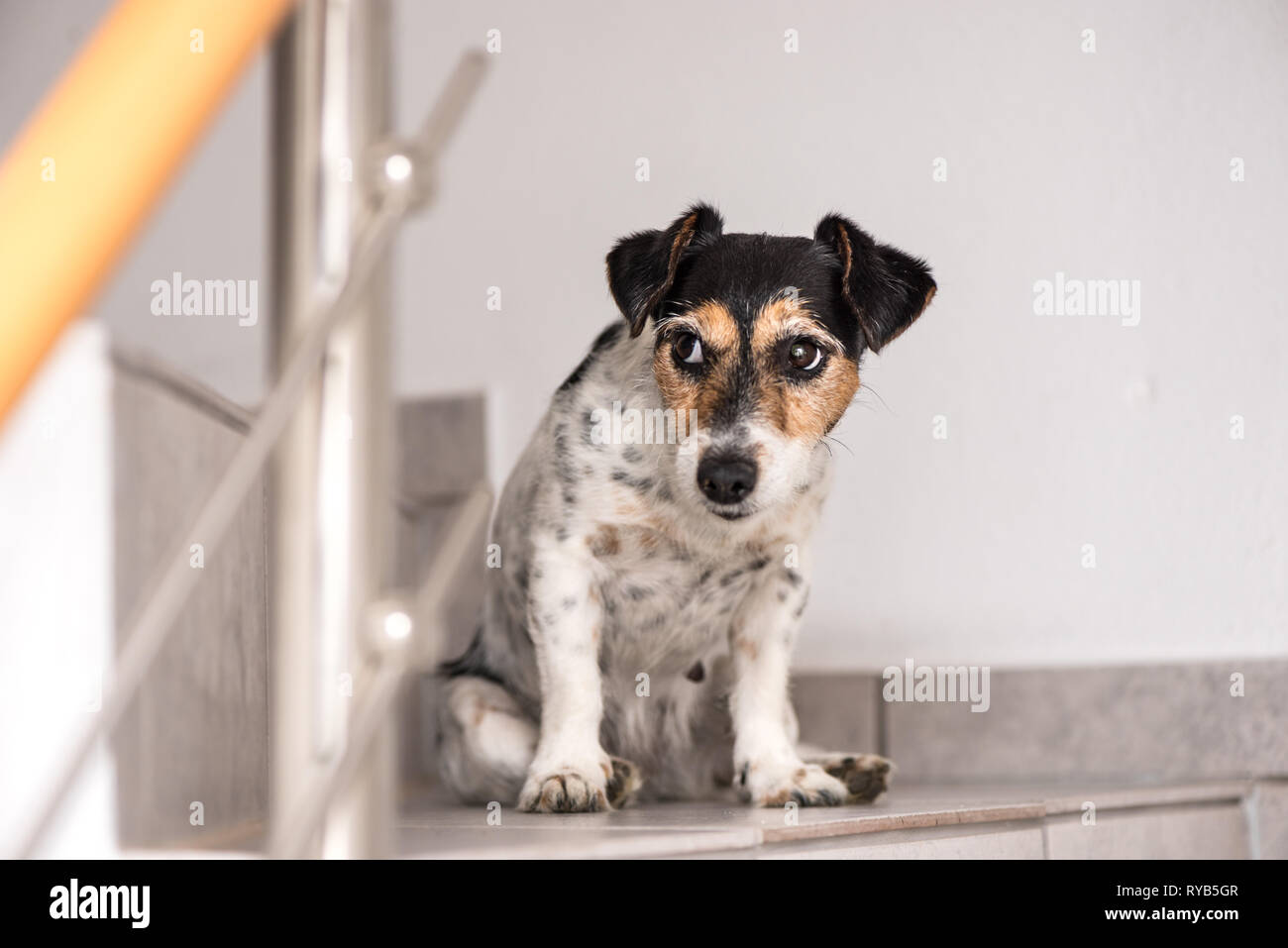 silly Jack Russell Terrier dog sits on a stairs and looks forwards ...