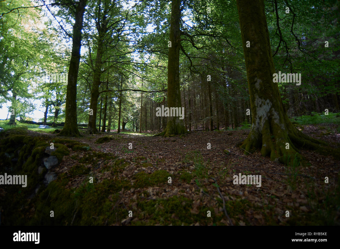 Summer woodland in the lake District Park, Cumbria, England, UK,GB ...