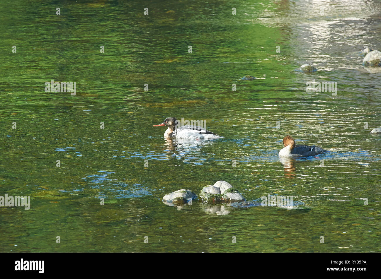 Uk fish species identification hi-res stock photography and images - Alamy