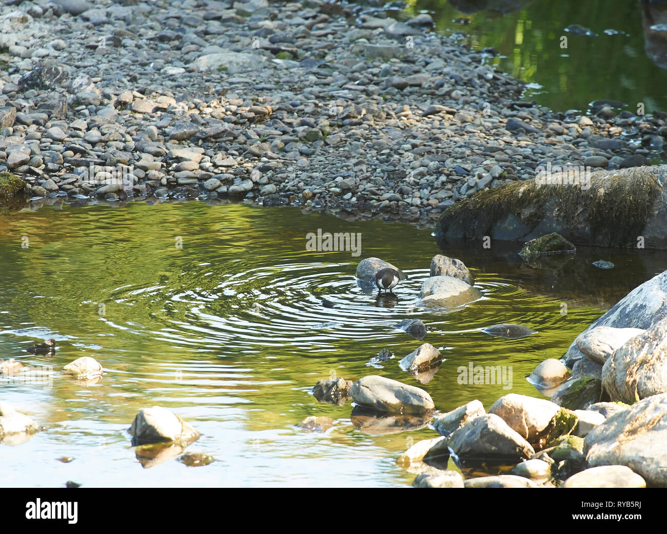 White-fronted dipper (Cinclus cinclus), standing in a river searching ...