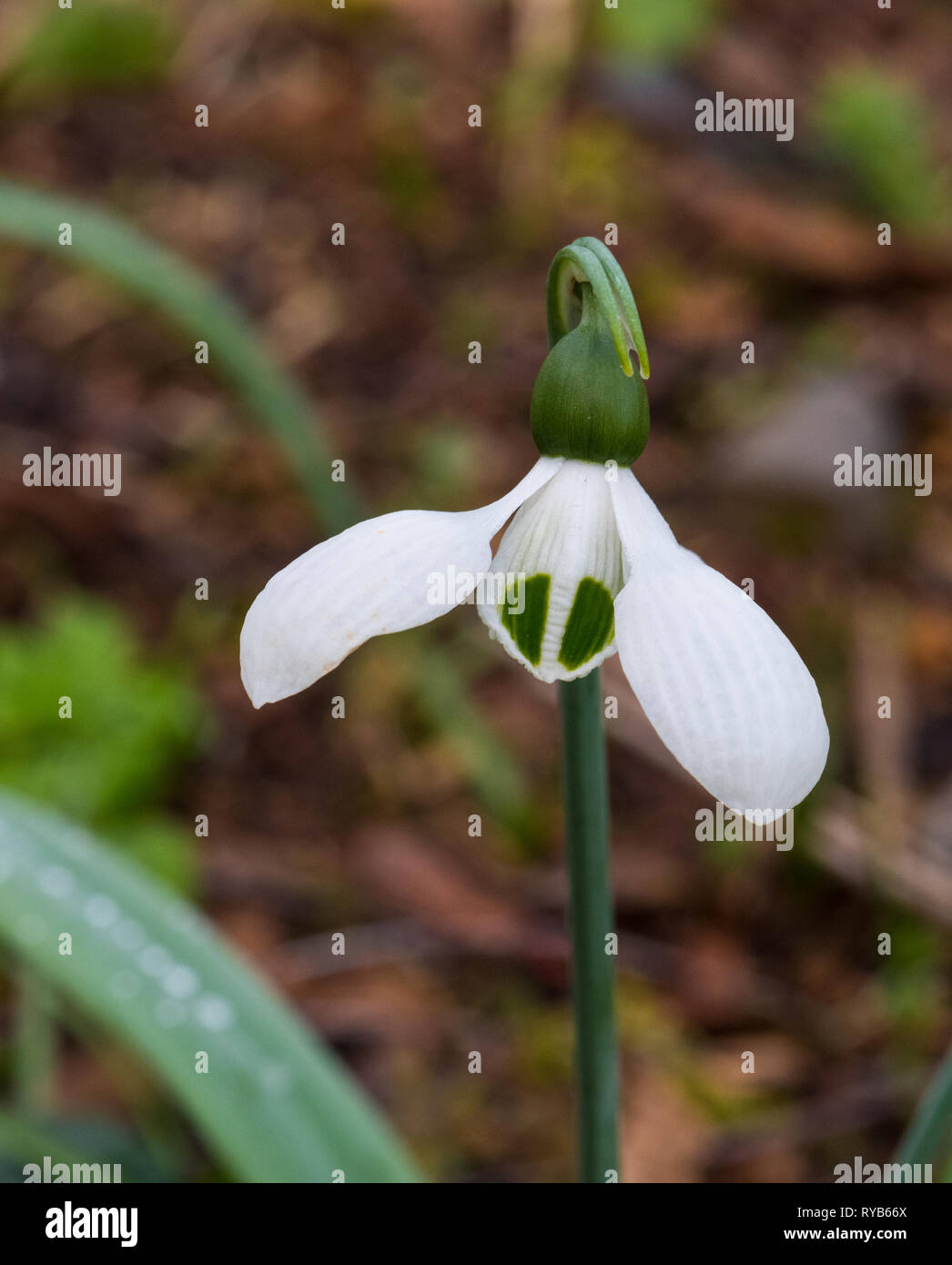 Rare snowdrop collection hi-res stock photography and images - Alamy