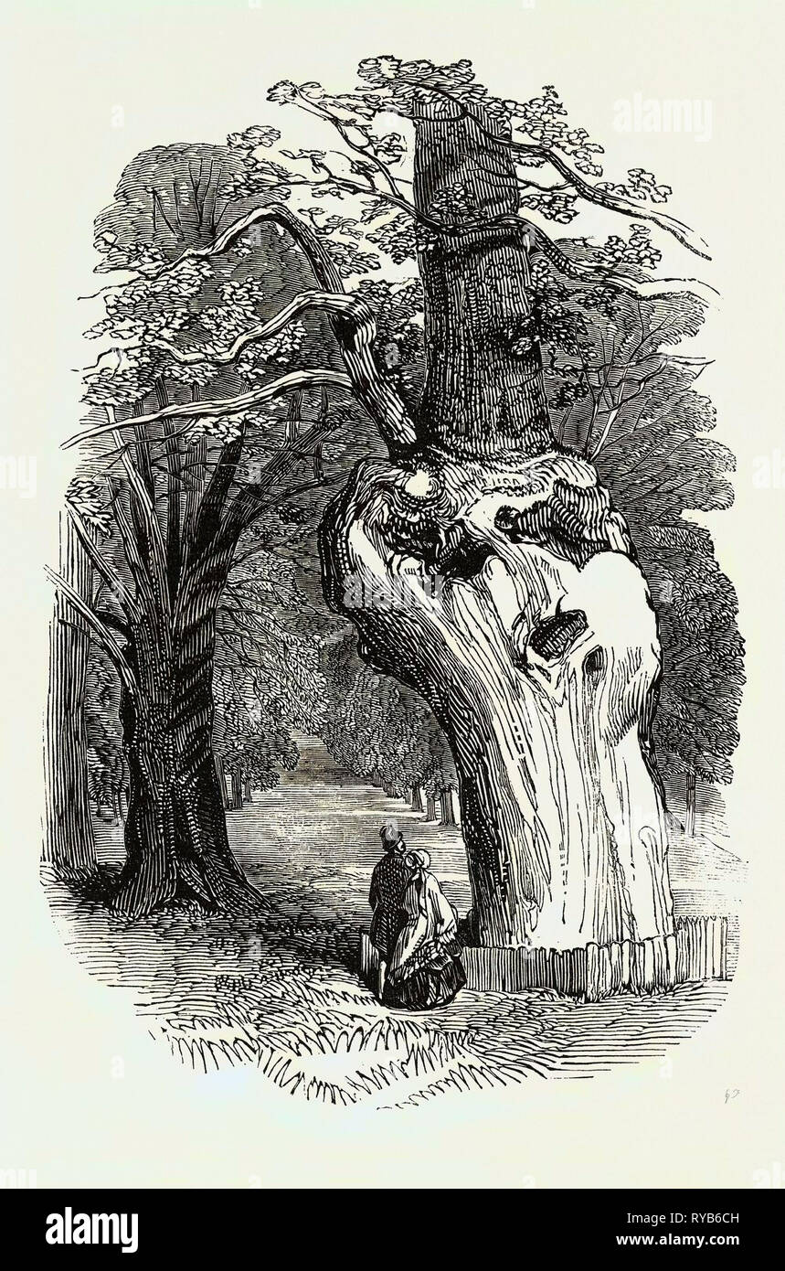 Queen Elizabeth's Oak, in Hatfield Park, 1846 Stock Photo - Alamy