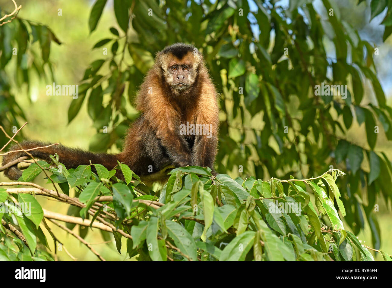 Brown Capuchin Monkey (Cebus apella) adult male on branch, Manu ...