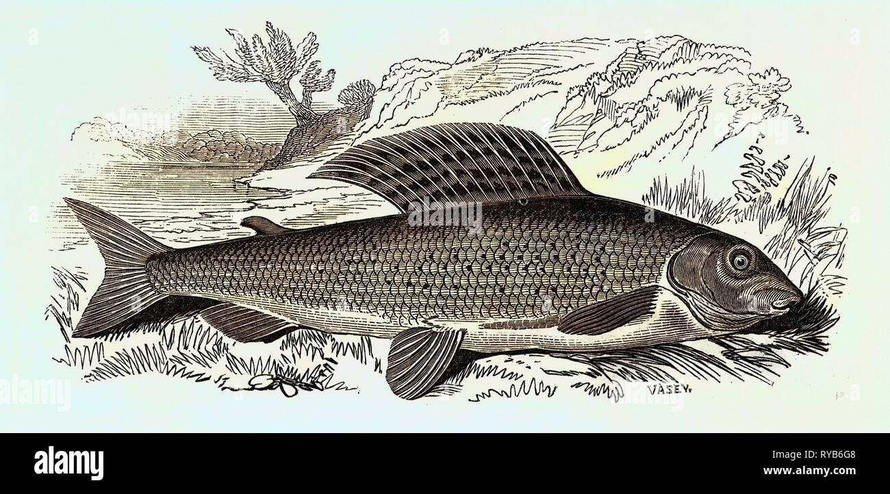 Thymallus thymallus grayling hi-res stock photography and images - Alamy