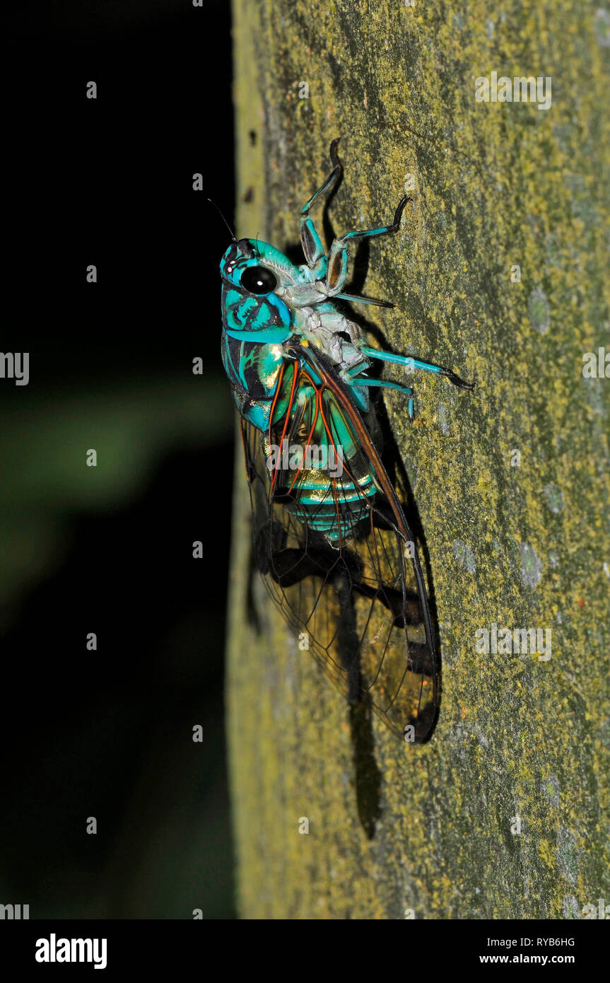 Tree hopper hi-res stock photography and images - Alamy