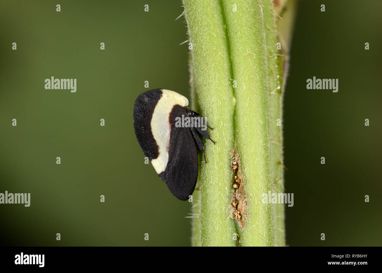 Portuguese Helmet Treehopper (Membracis species) resting on leaf stem ...