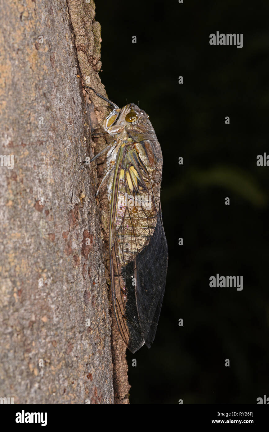 Homoptera hi-res stock photography and images - Alamy