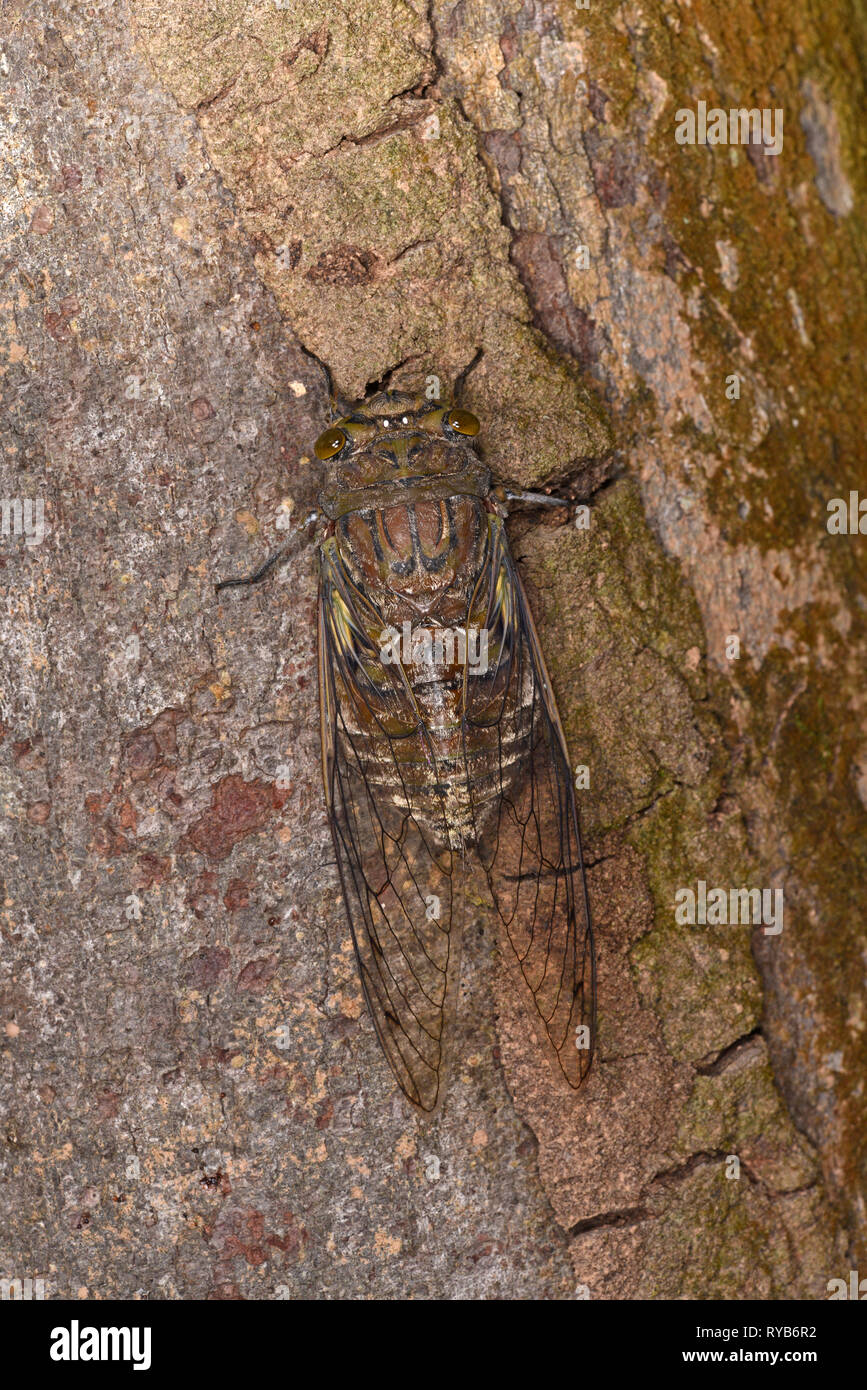 Newly Emerged brown Cicada (Homoptera) resting on tree trunk, Manu ...