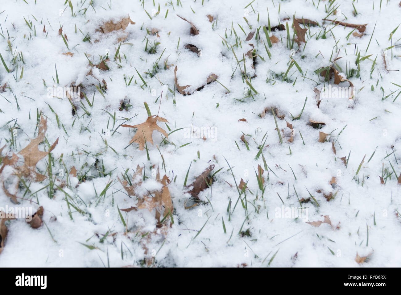 Green grass in the snow Stock Photo - Alamy