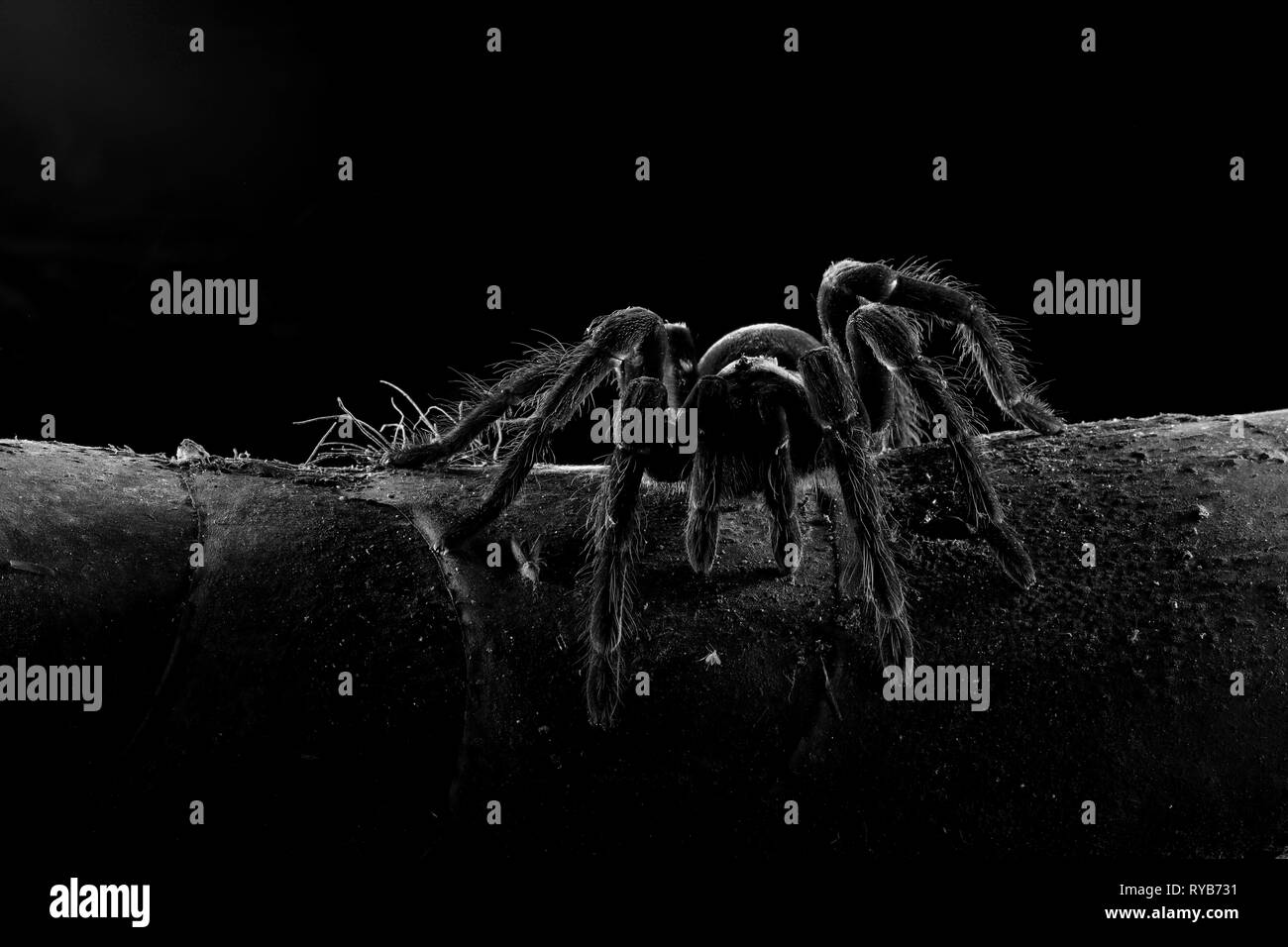 Spider Eating Chicken