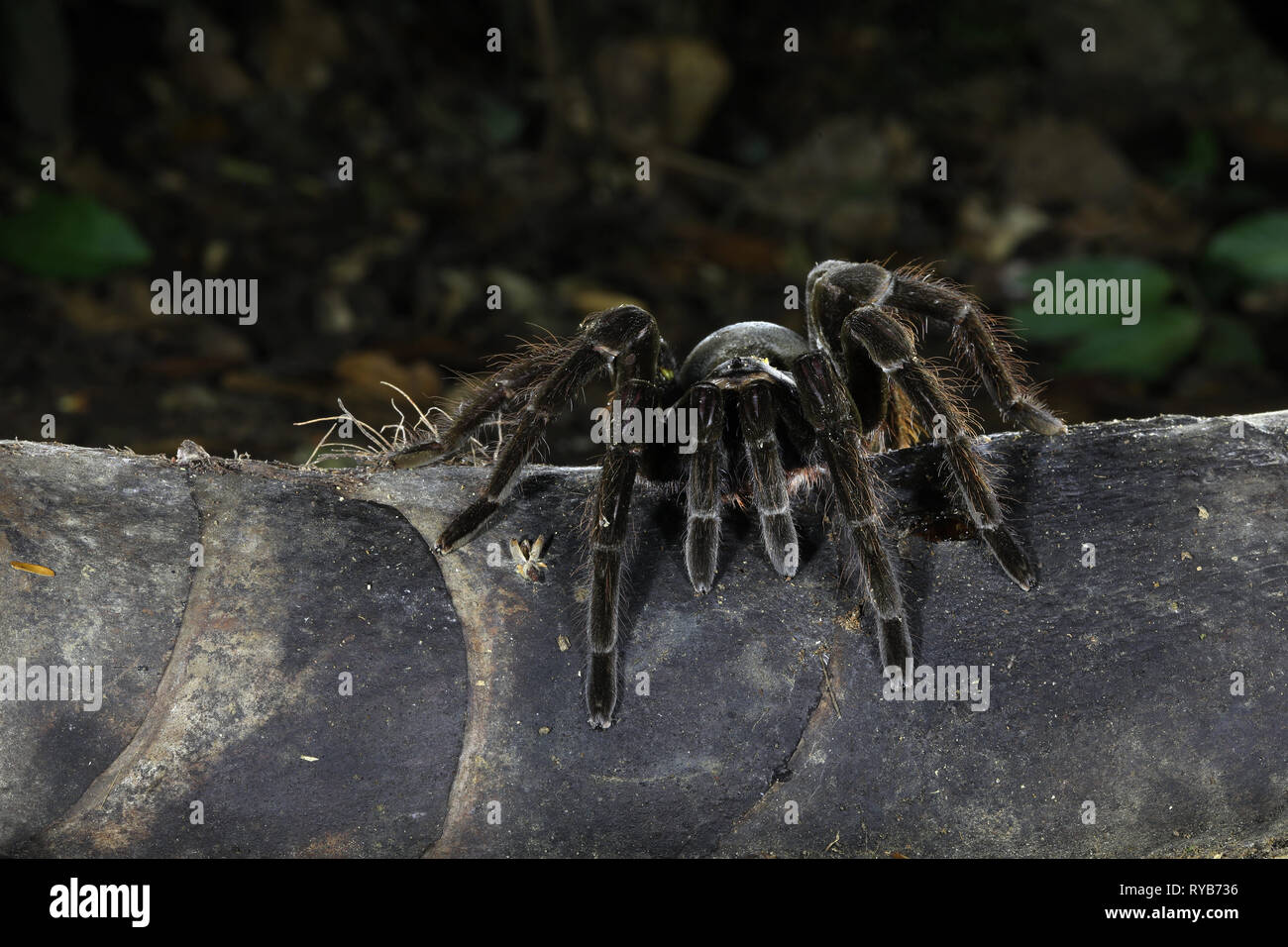 Spider Eating Chicken