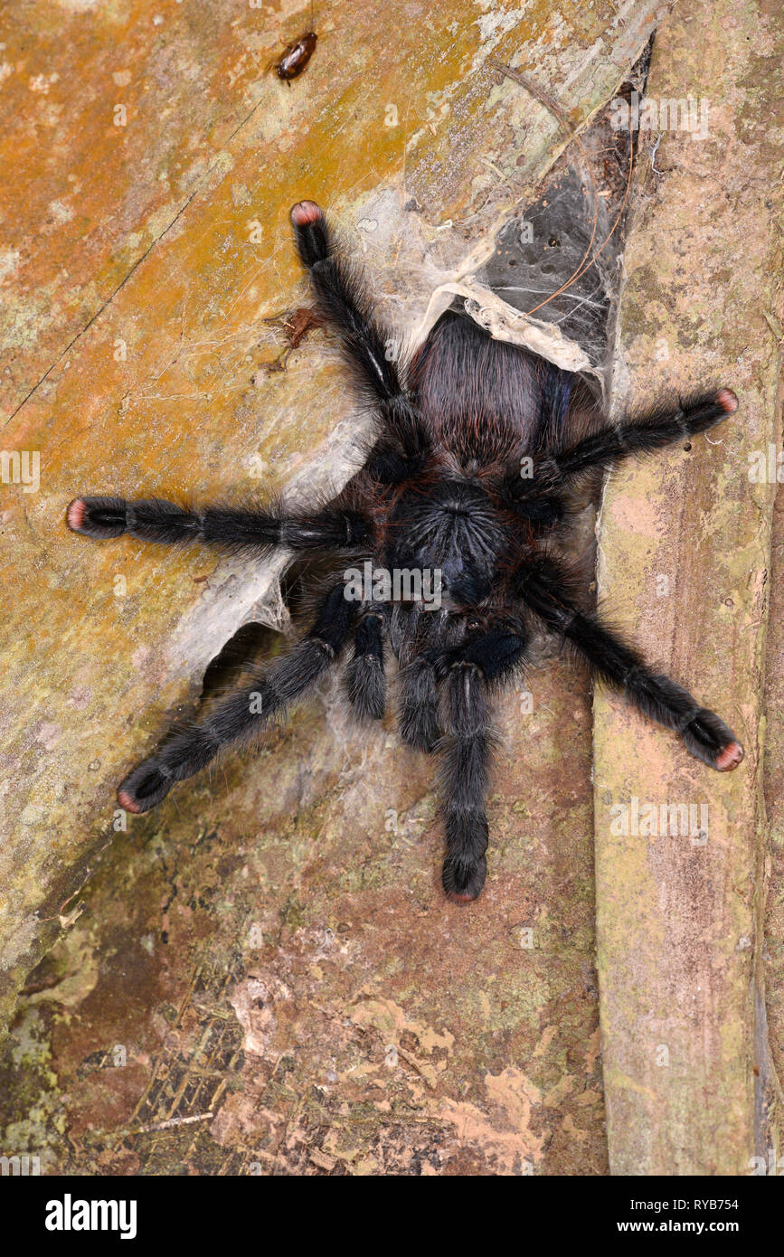 Peruvian Pink Toed Taranatula (Avicularia jurensis) at rest at entrance ...