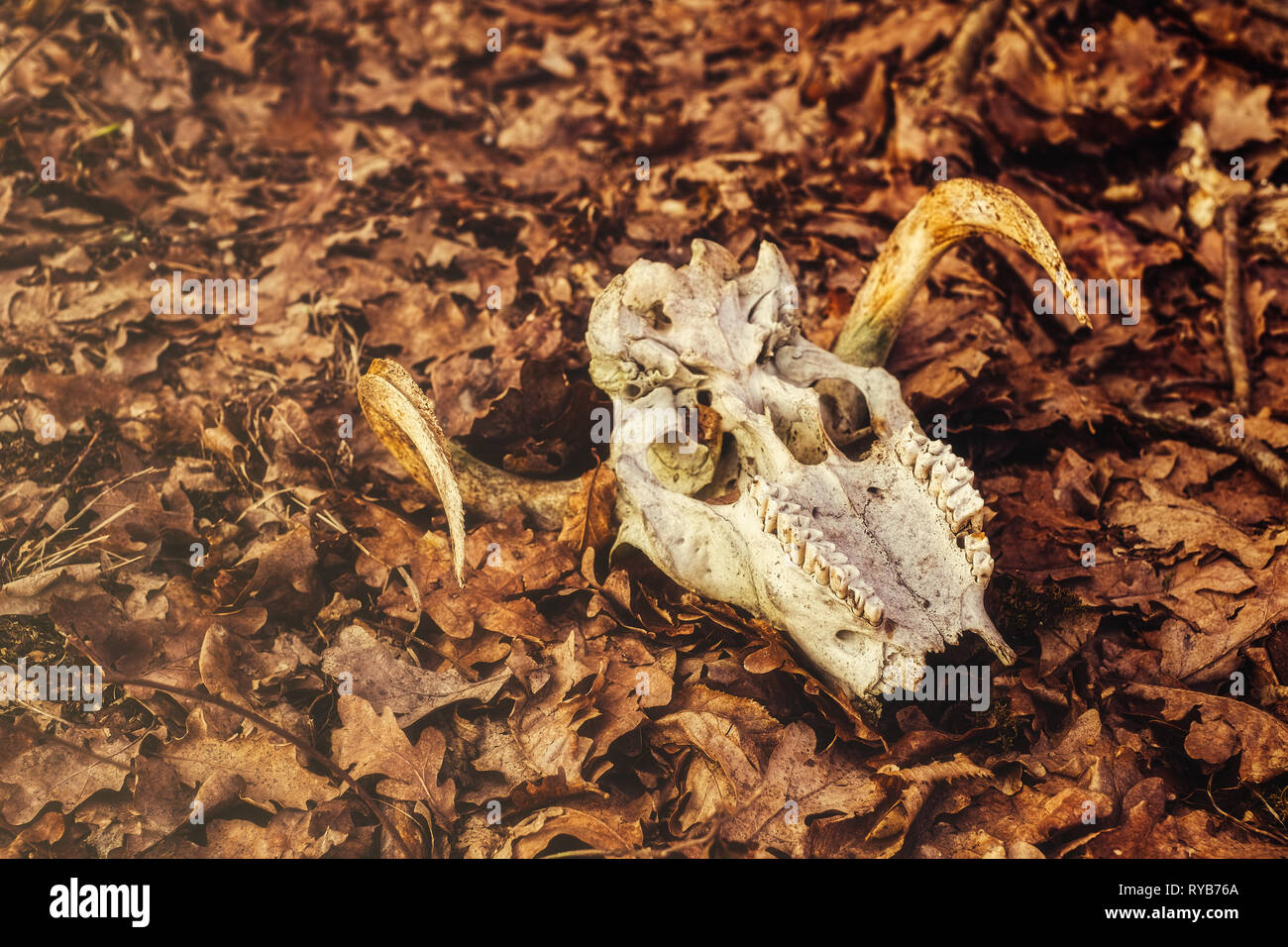 animal skull in the autumn forest Stock Photo - Alamy
