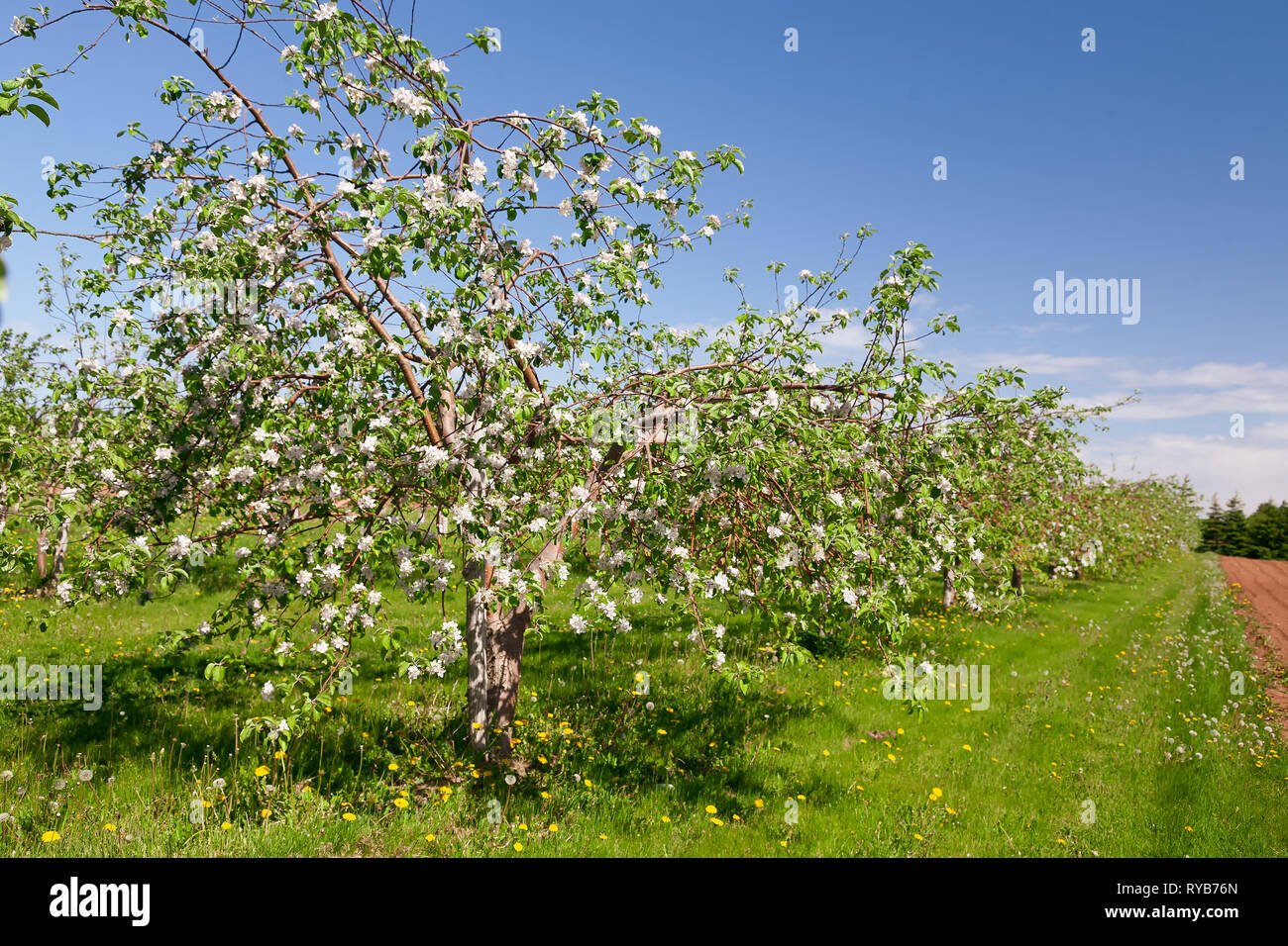 Landscape flowering orchard orchard hi-res stock photography and images ...